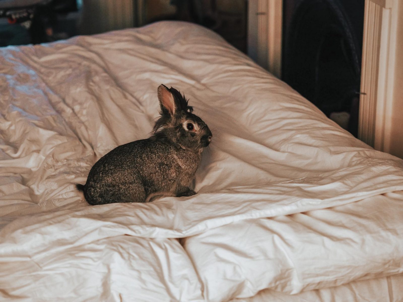 Let your mates stay over in style with the EZ Bed - Bunnipunch
